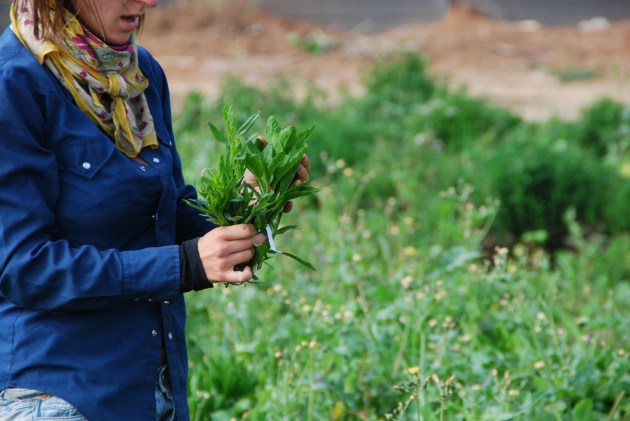 What Is Epazote and How Do I Use It? | Jathan & Heather