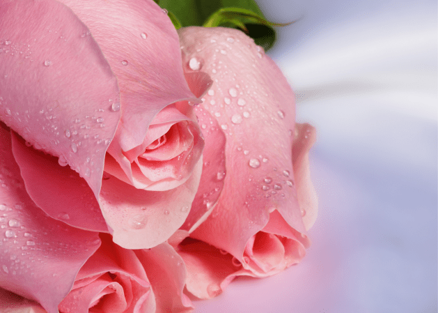 Opposites Attract in Jennifer Haymore’s ‘The Duke’s Rules of Engagement ...