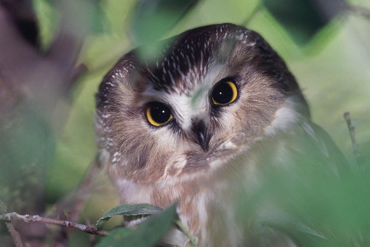 Ornithologist Noah Strycker Introduces Readers to New Feathered Friends ...
